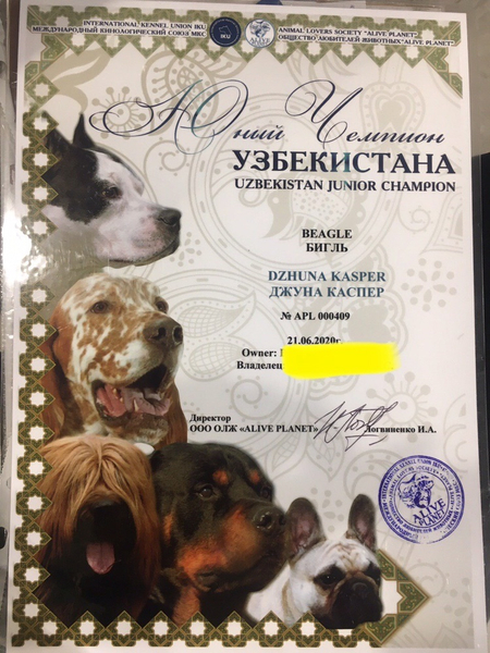 Бигль ищет невесту