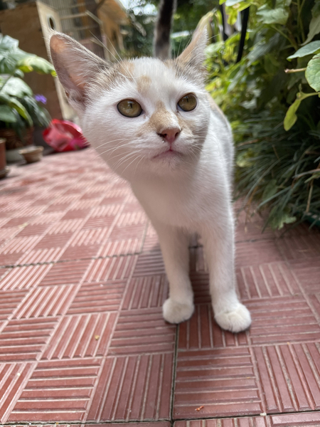 Отдаем котят в добрые руки