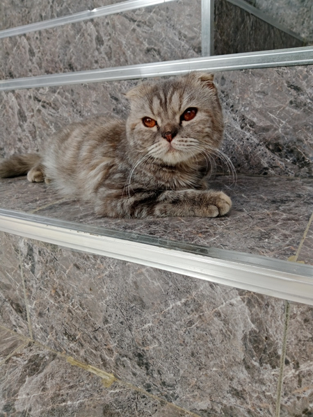 Срочно продается кошка вислоухая