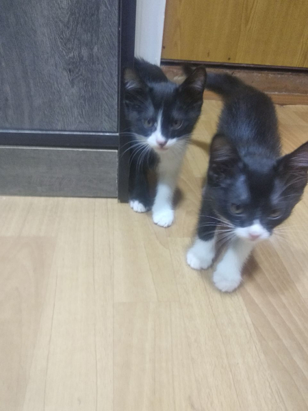 Отдам котят в добрые руки