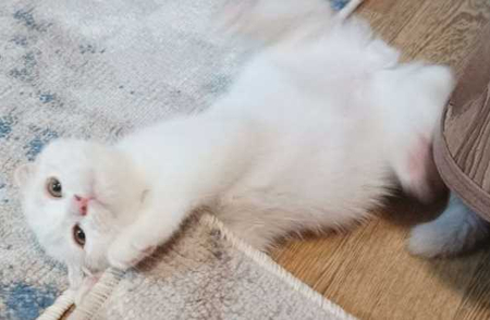 Вислоухие котята