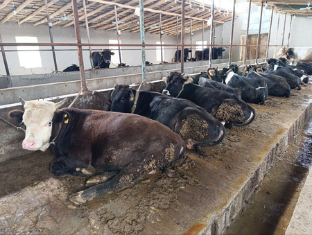 buqalar Srochni sotiladi narxlari kelishilgan xolatda