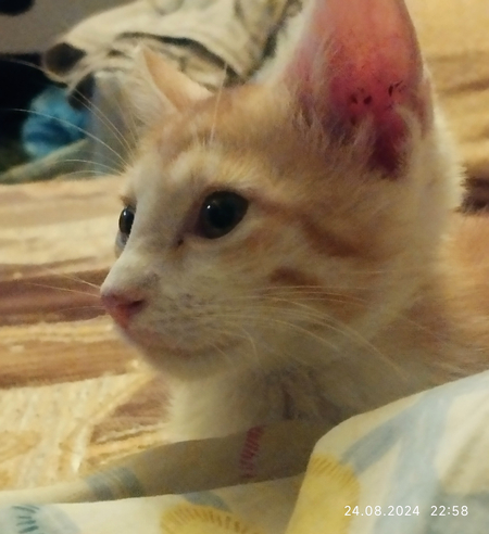 Симпатичный, рыжинький котенок.