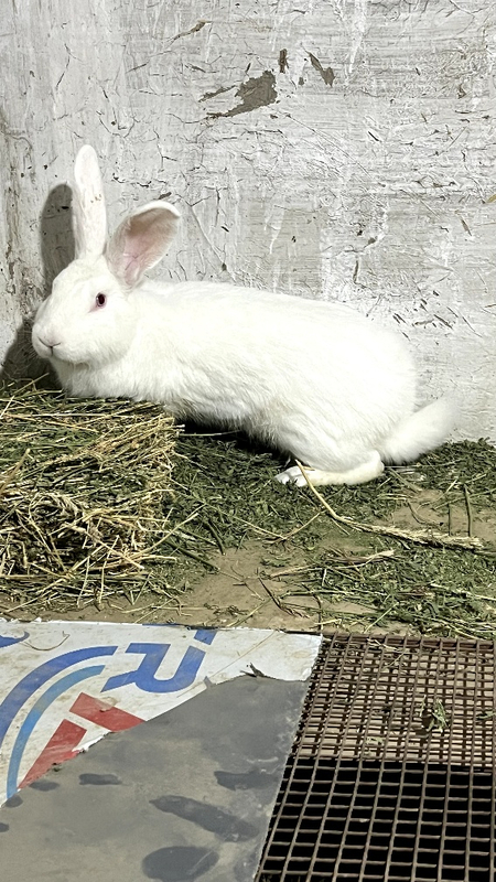Продаётся кролик породы ВЕЛИКАН самец