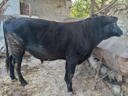 2 yashar Buqa sotiladi