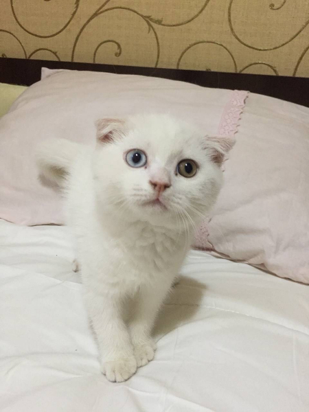 Котенок Скотиш фолд