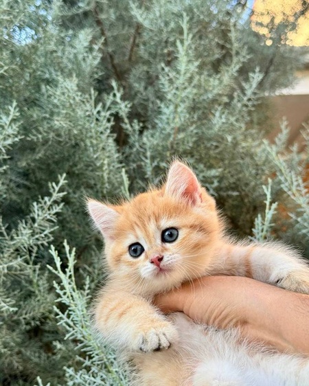 Кошка скотиш страйт