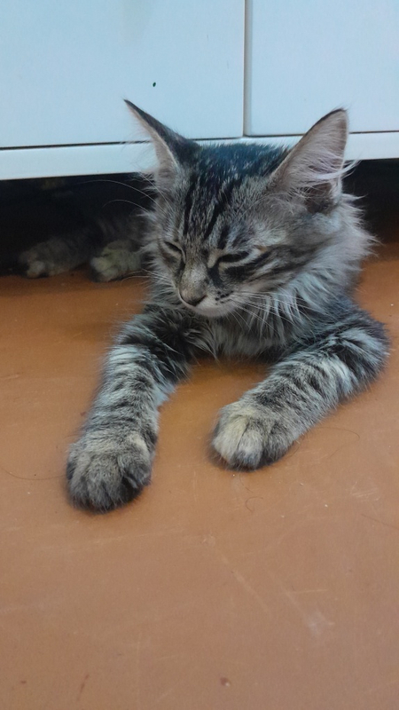 Чисто Сибирский котенок