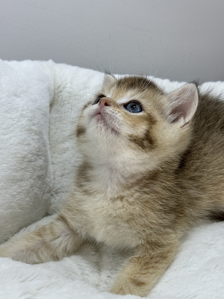 Британский котенок