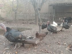 Курка ва ўрдак хамда Товуқ хўрозлар сотилади