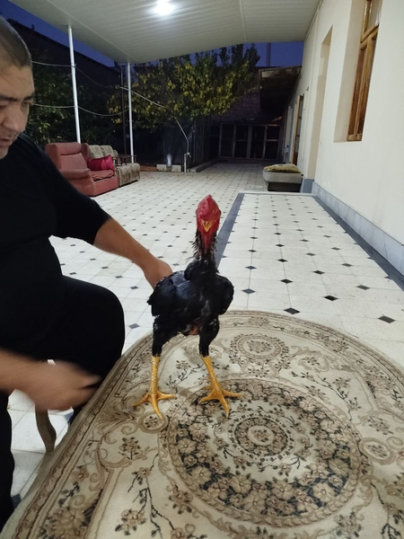 Dakan xorozlar turk zot
