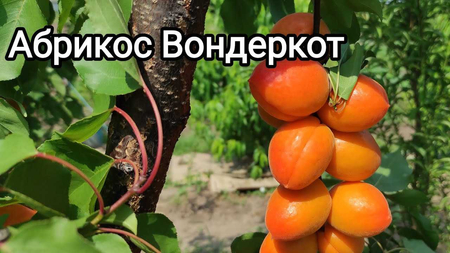 Эртаки анжир ва туксиз шафтоли кучатлари ва бошка мевалик кучатлар