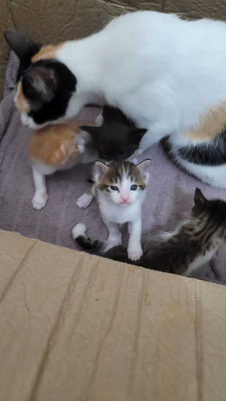 Отдам котята срочно