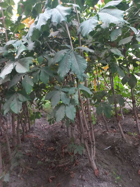 Каштан кучатлари