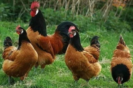 Немецкий форверк