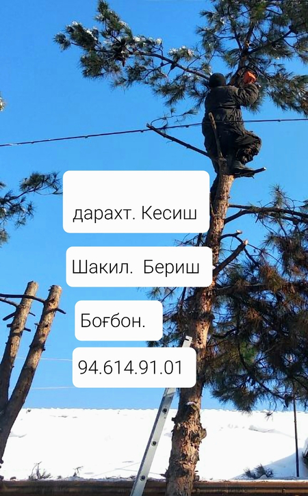 Дарахт. Кесиш. Хизмати