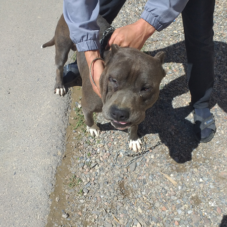 Kuchu pitbul soglom