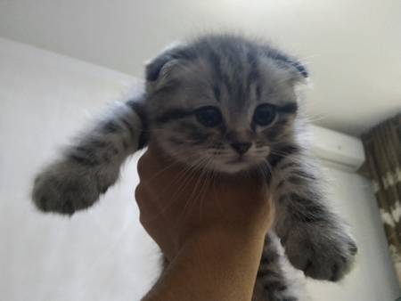Продаётся котёнок