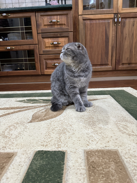 Кот Шотладский вислоухий