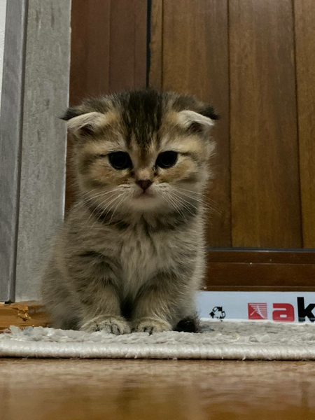 Скоттиш фолд (2 месяца)