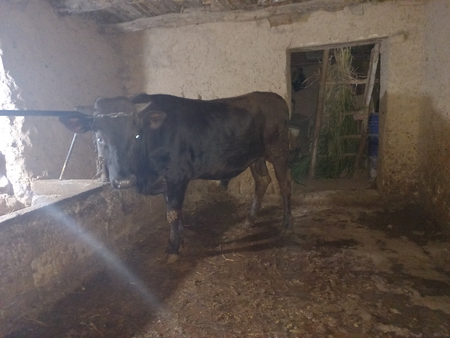 Buqa 1. yarim yosh sotilad keles kokterak atrofida boqilvoti 15.milon
