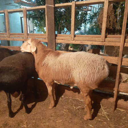Qassob serivs xizmati