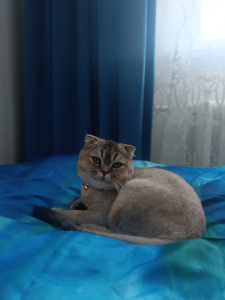 Скотиш фолд 7 месяцов мальчик.  Серебристая шиншила