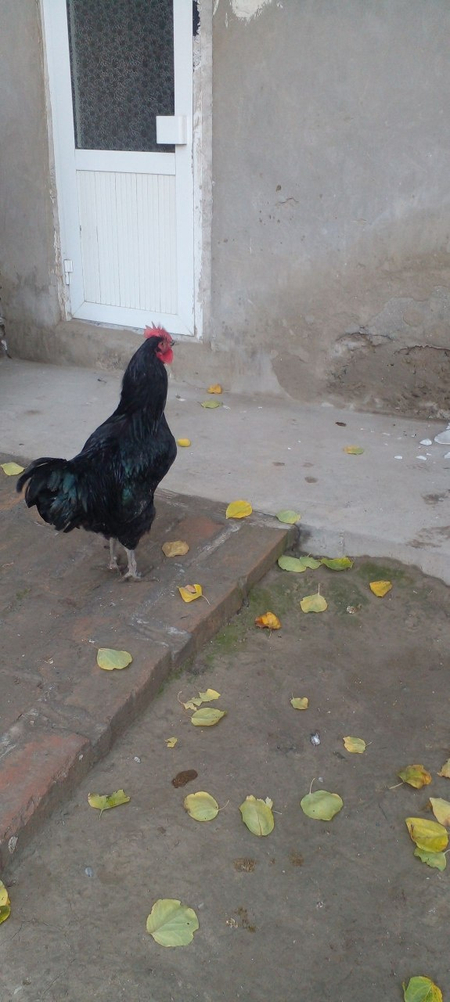Qora tovuq Xoʻrozlari