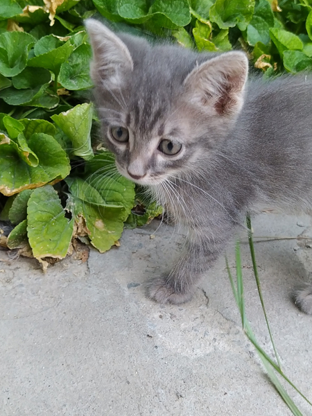 Котята в Надёжные руки!