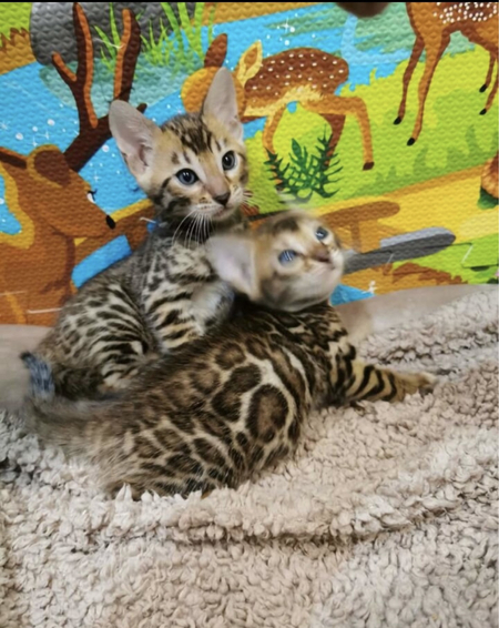 Продаётся бенгальские котята