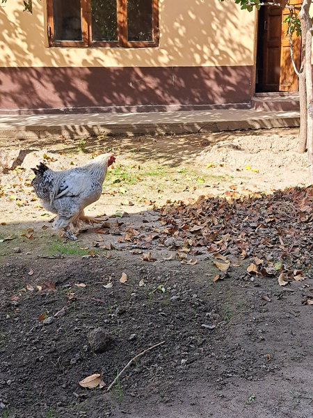 Brama svetliy Xoroz