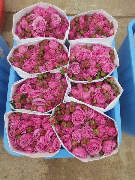 Lola va Atirgullarga buyurtma qabul qilamiz