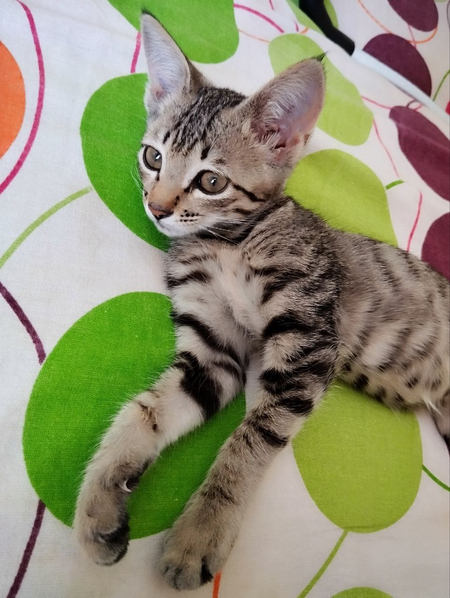 породистый котёнок в добрые руки