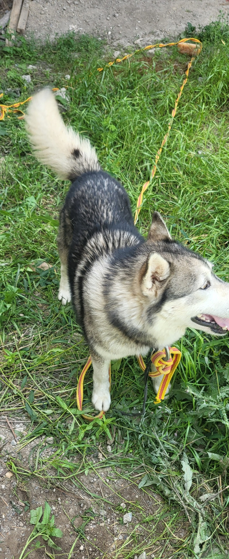 Paroda layki 1 yashar
