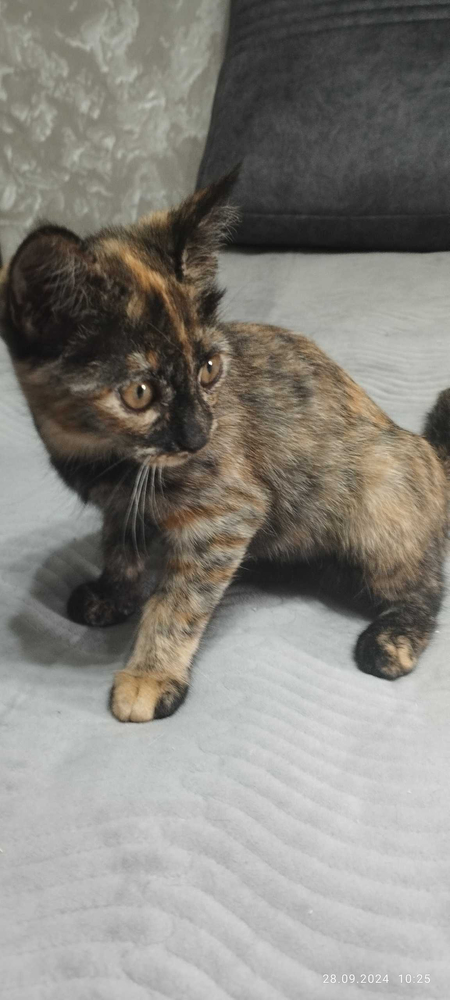 Котятки в добрые руки
