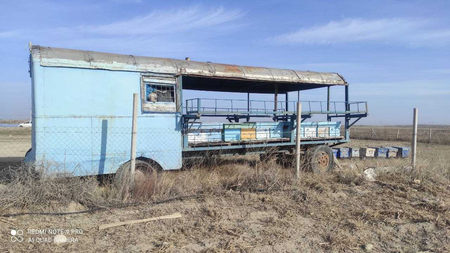 Продается пасика
