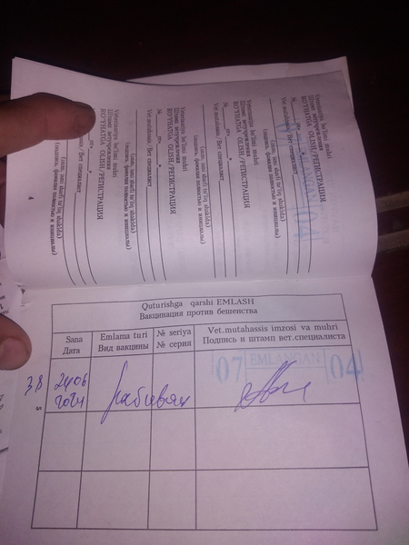 Срочно продам собаку стафорд