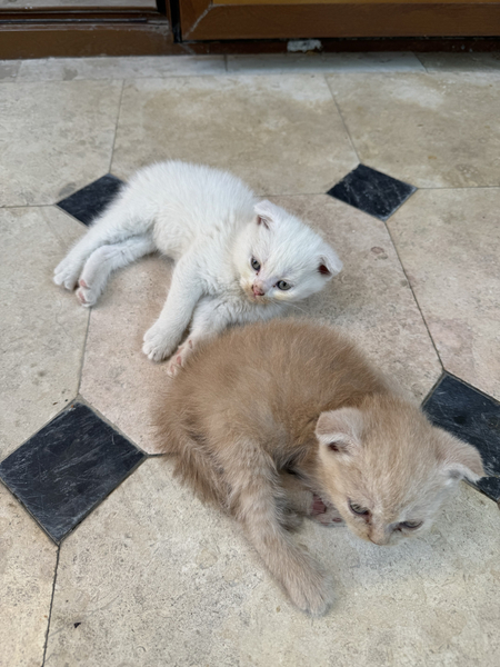Britaniskiy scottish fold sotiladi