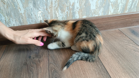 Котёнки белой кошки