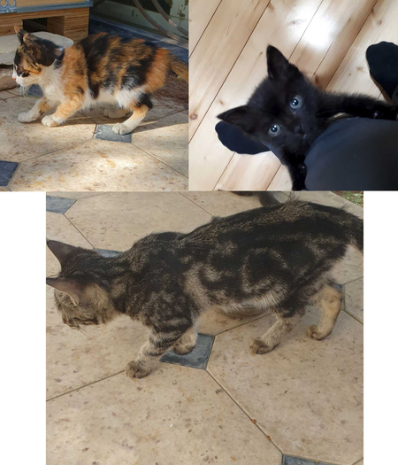 Котята бесплатно (мушукчалар бепул)