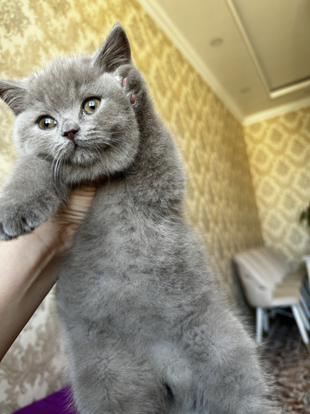 Британские котята
