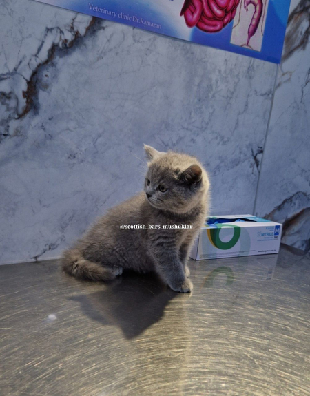 Мушук зотдор  кошка котёнок котята