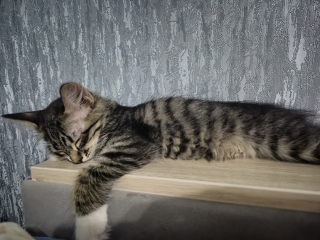 Котёнок 2 месяца