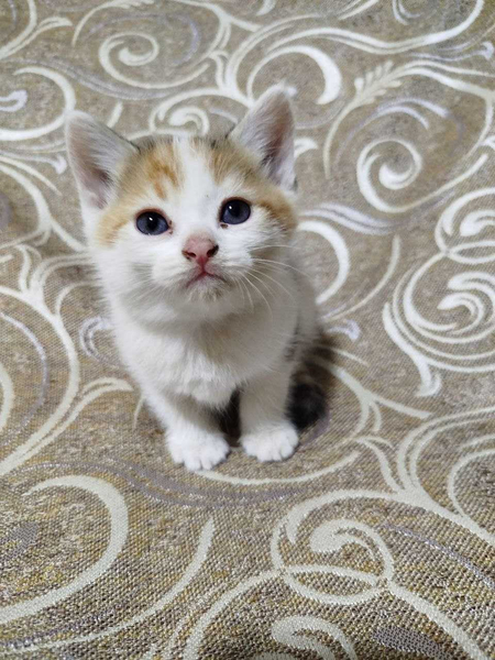Продам котят мама шиншилла
