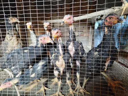 Dakan karis+turk jo\\\'jala sotiladi