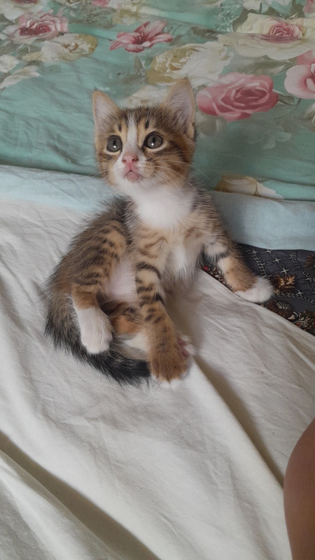 Котенок 2 месяца