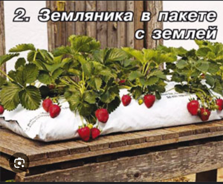 Готовый Гомес для выращивания разных Фруктов или овощей