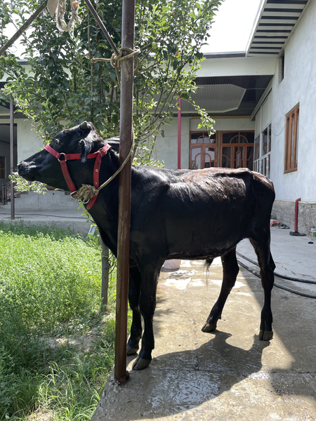 Hukizchala sotiladi ikalasiyam sotiladi
