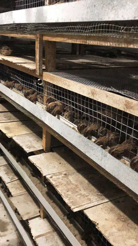 Broller jo'jalari 1kunligi 7.7,500so'm atrofida,Urug'li tuxum 600so'm