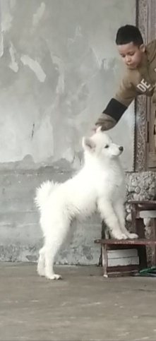 Samoyed iti sotiladi. Srochna. Sibiriskiy toza zot